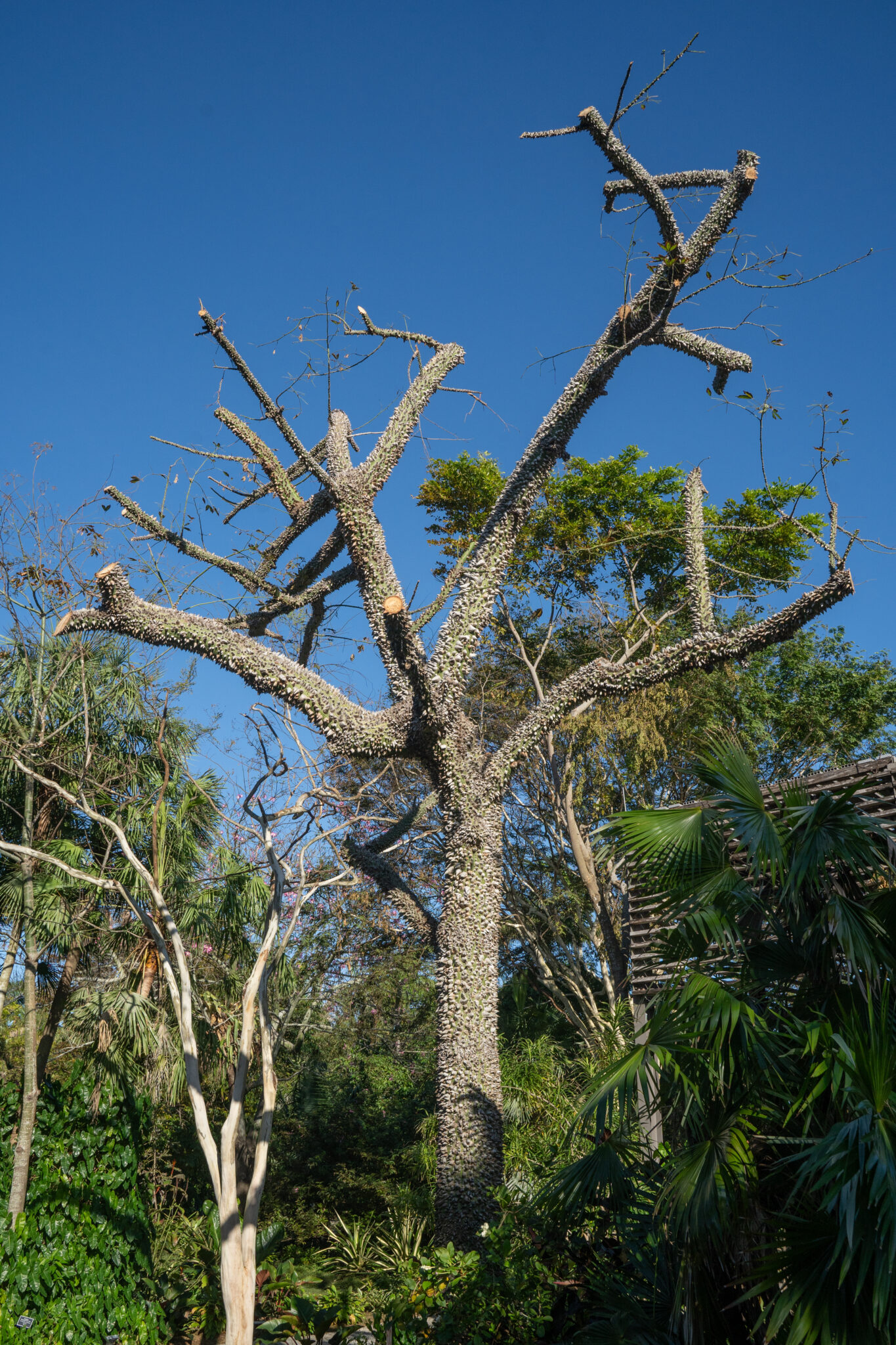 Seeing the Garden for the Trees | Naples Botanical Garden