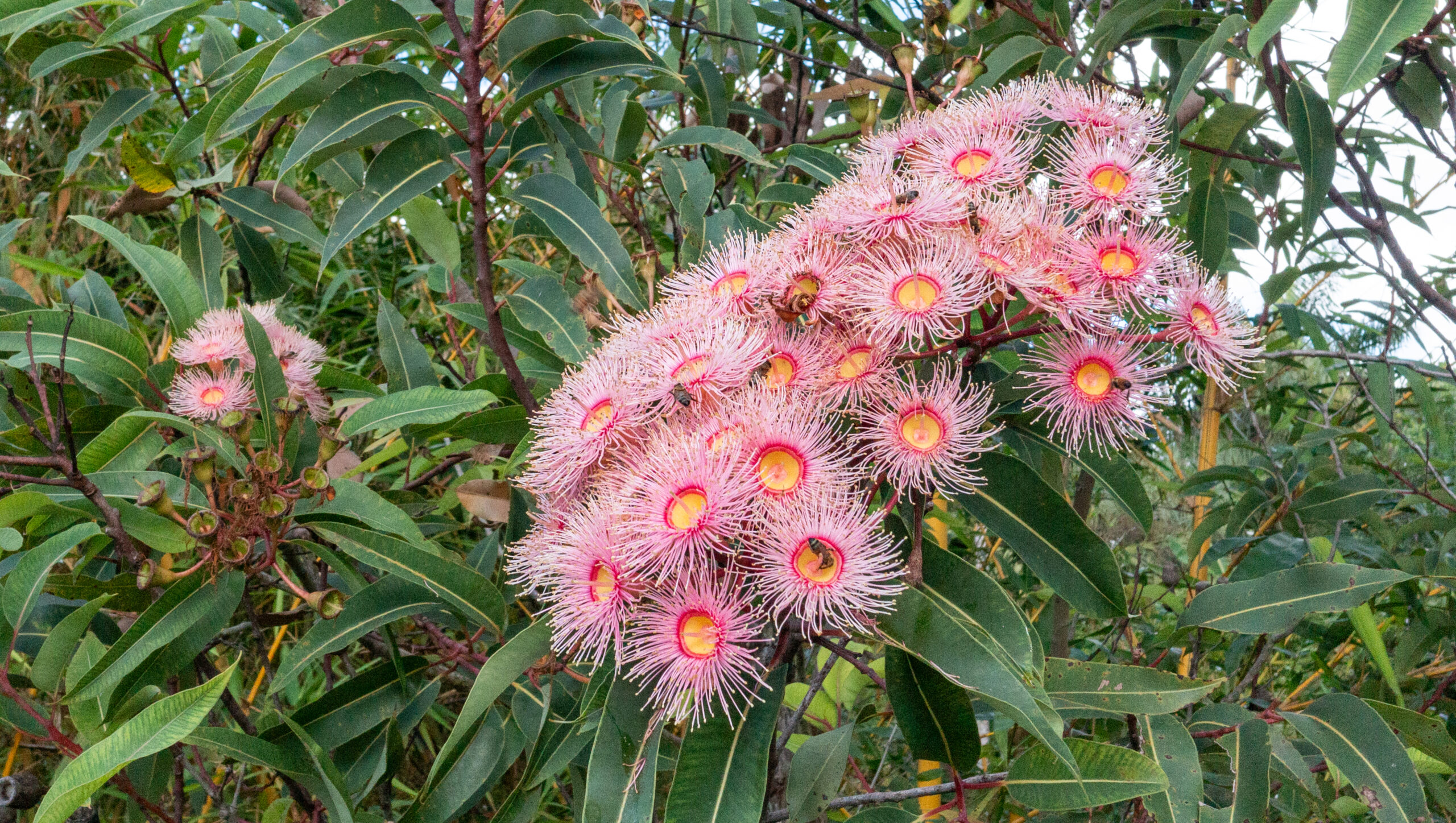 Plein Air Painting Policy | Naples Botanical Garden